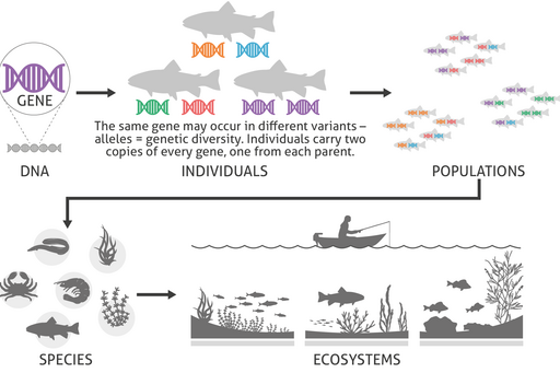 This is genetic biodiversity | University of Gothenburg